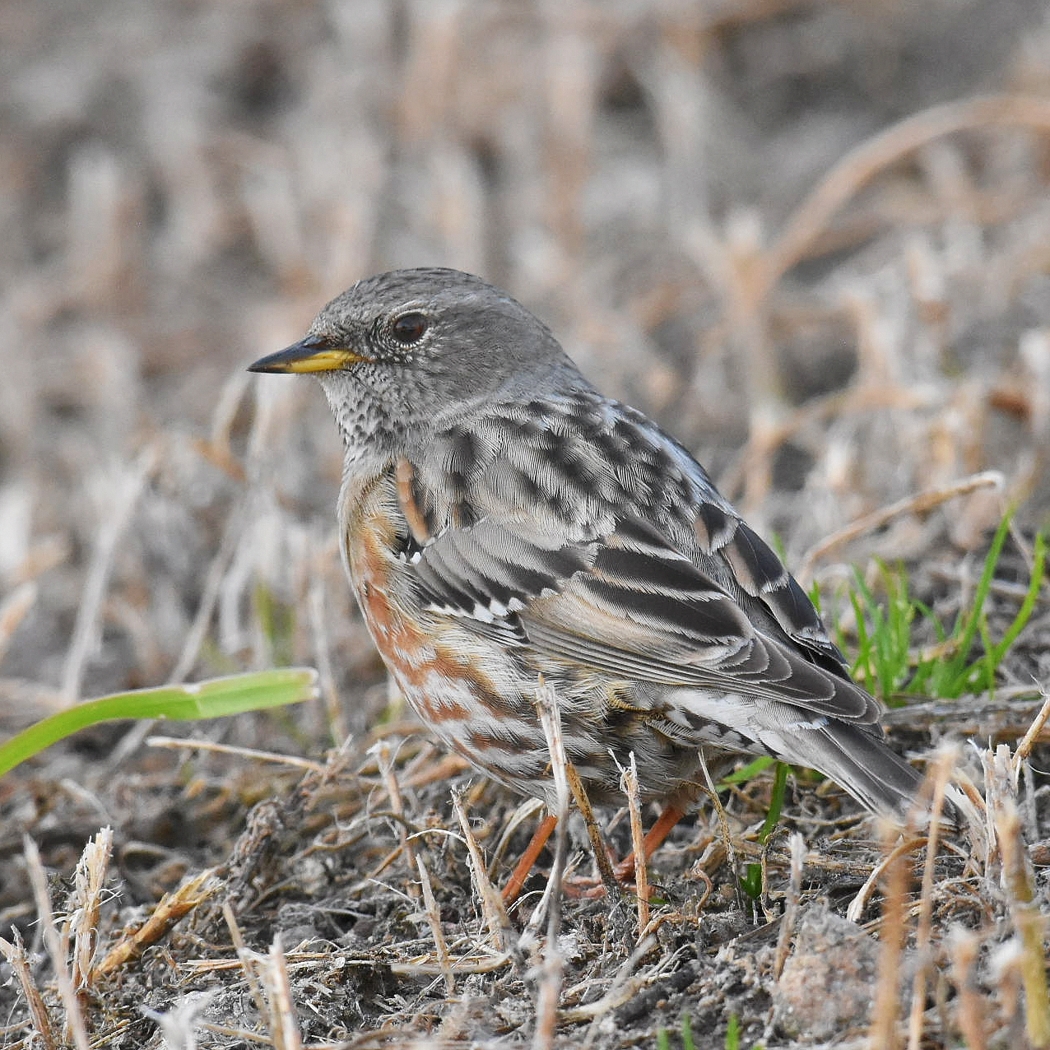 Details : Alpine Accentor - BirdGuides