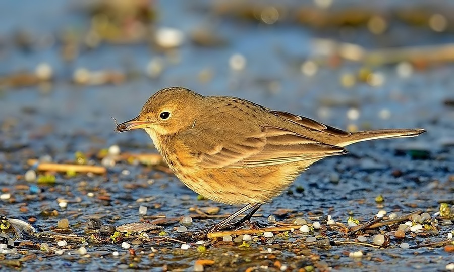 American/Siberian Pipit by Dave Perrett - BirdGuides