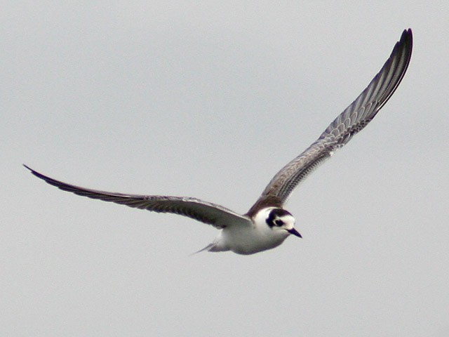 Details : White-winged Tern - BirdGuides