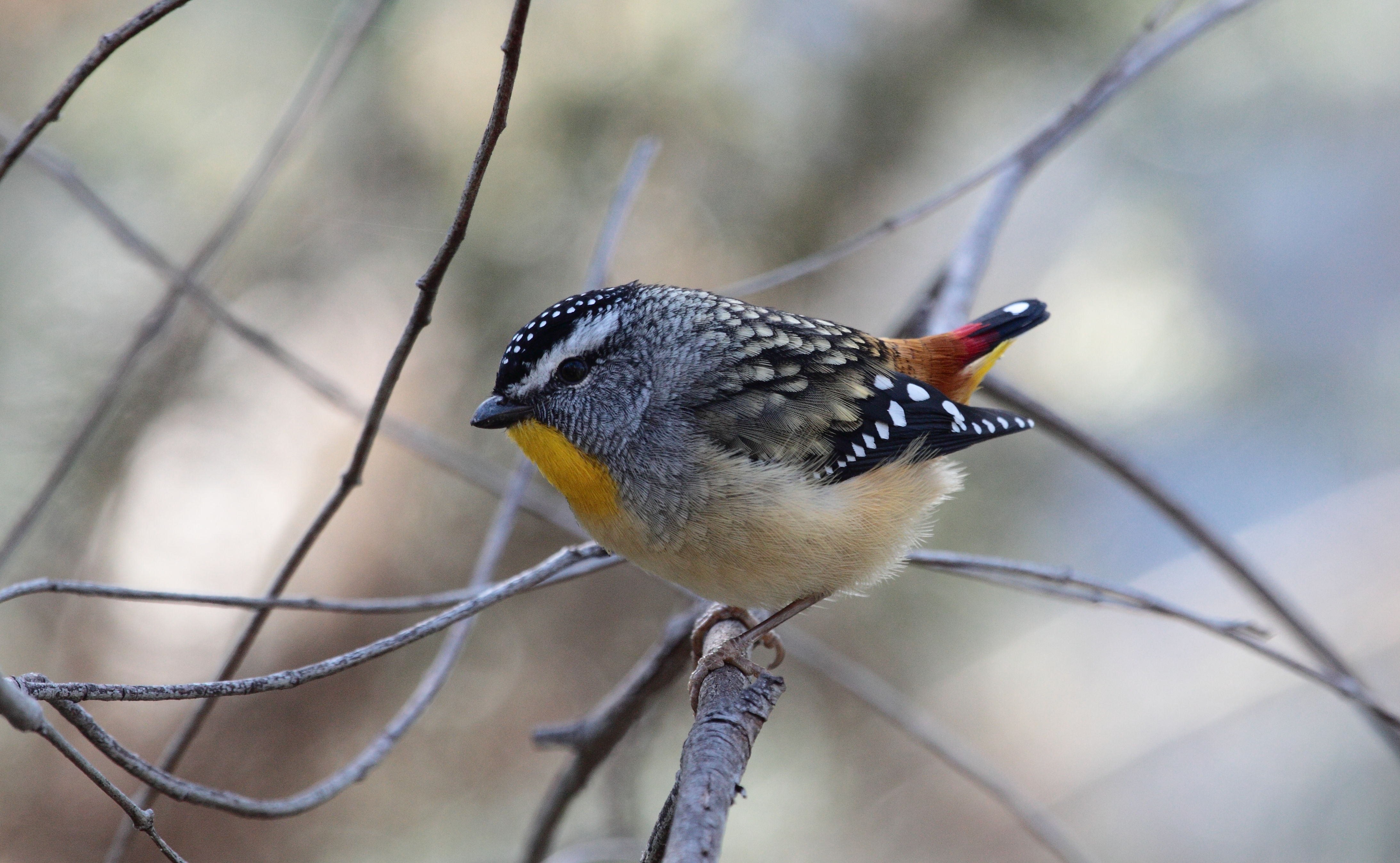 Details : Spotted Pardalote - BirdGuides