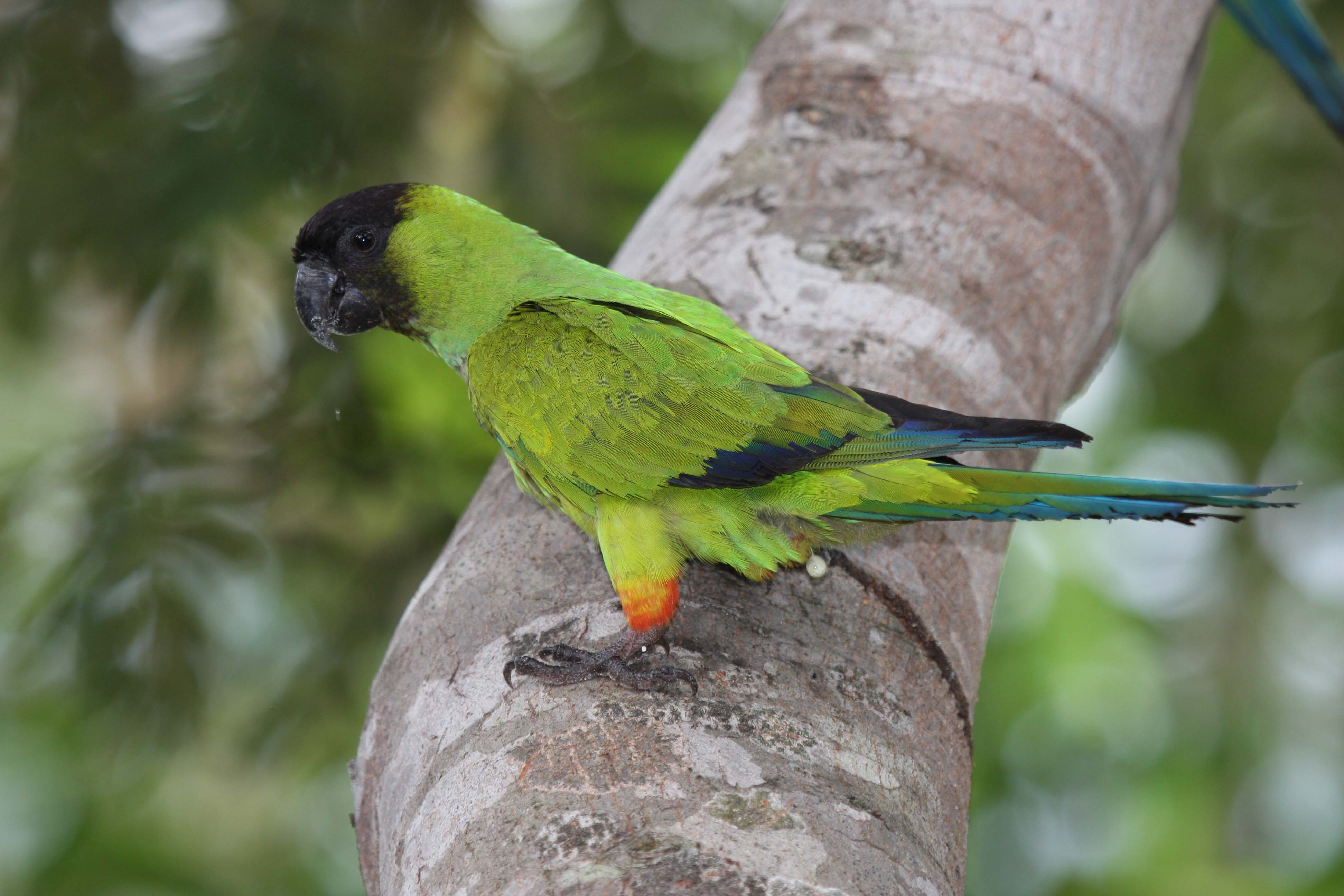 Details : Nanday Parakeet - BirdGuides