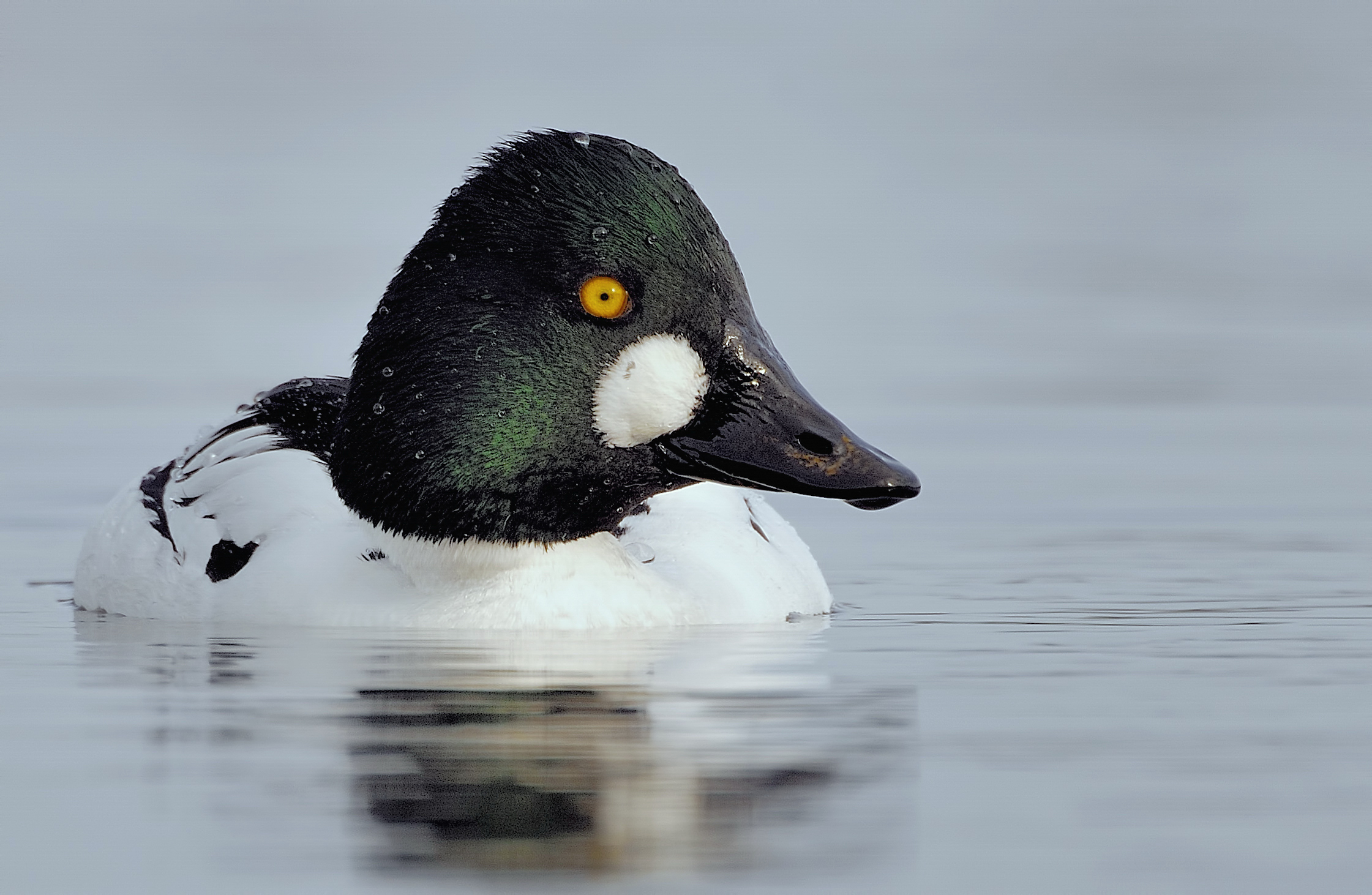 Details : Common Goldeneye - BirdGuides