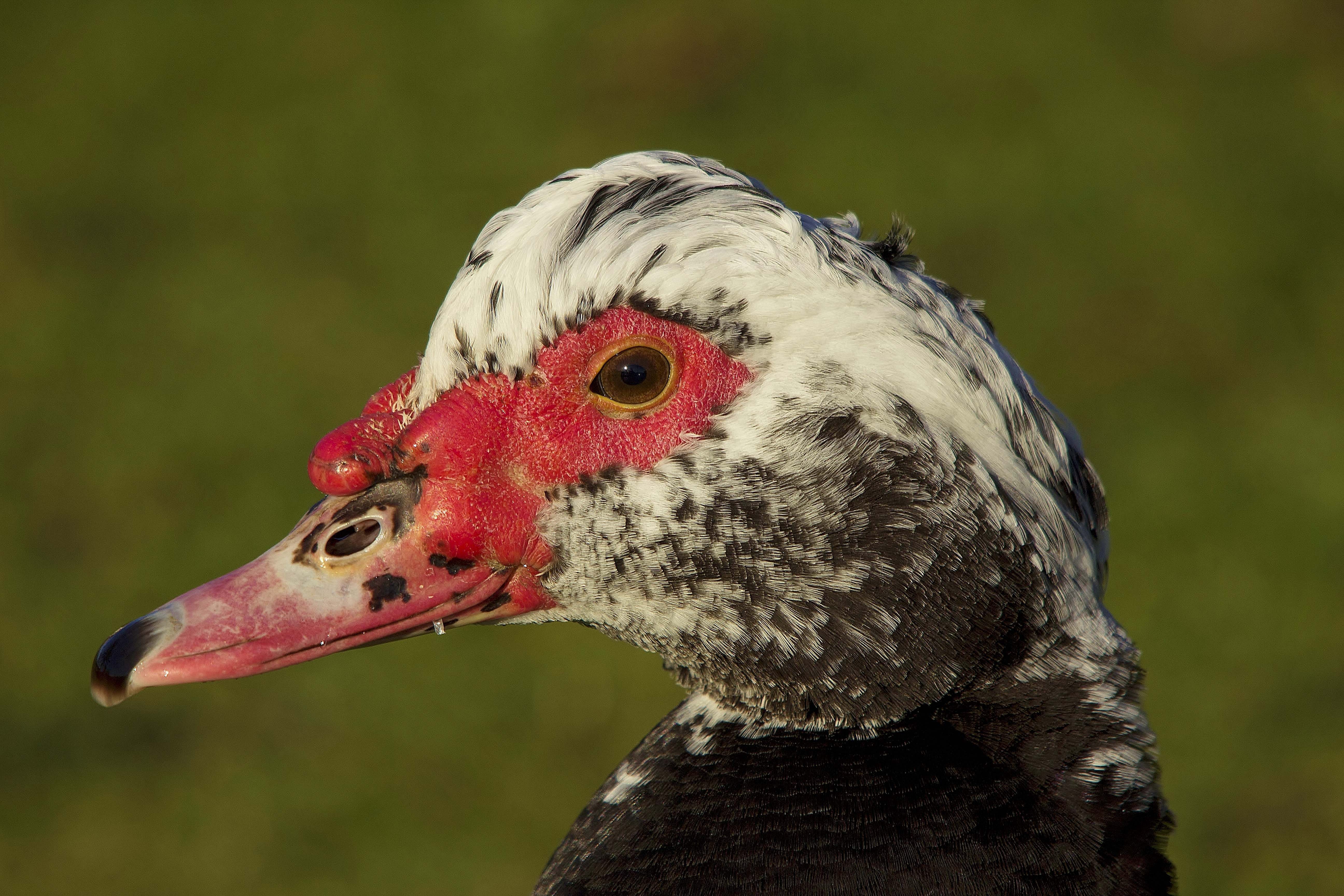 Details : Muscovy Duck - BirdGuides