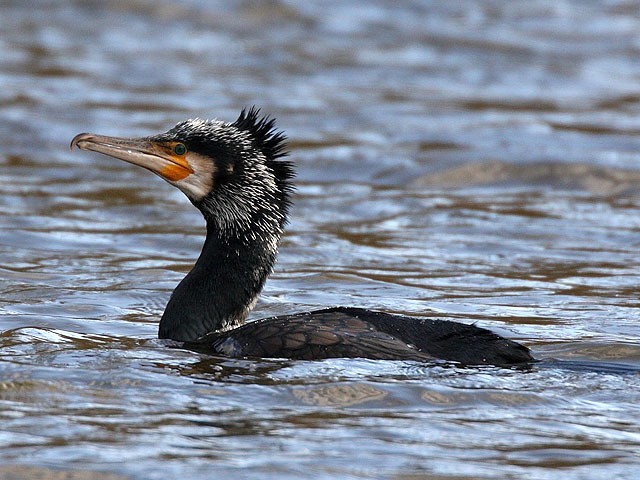 The Cormorant - the "black plague" or an example of successful species ...