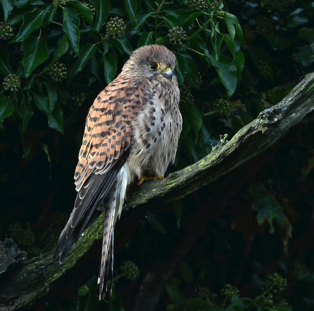 Common Kestrel by Matt Crosby - BirdGuides