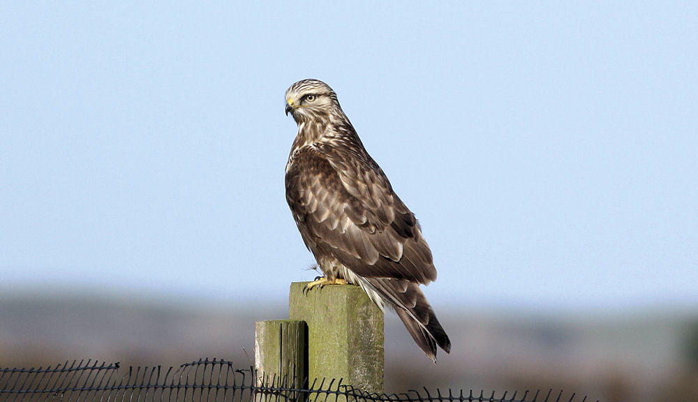 Details : Rough-legged Buzzard - BirdGuides