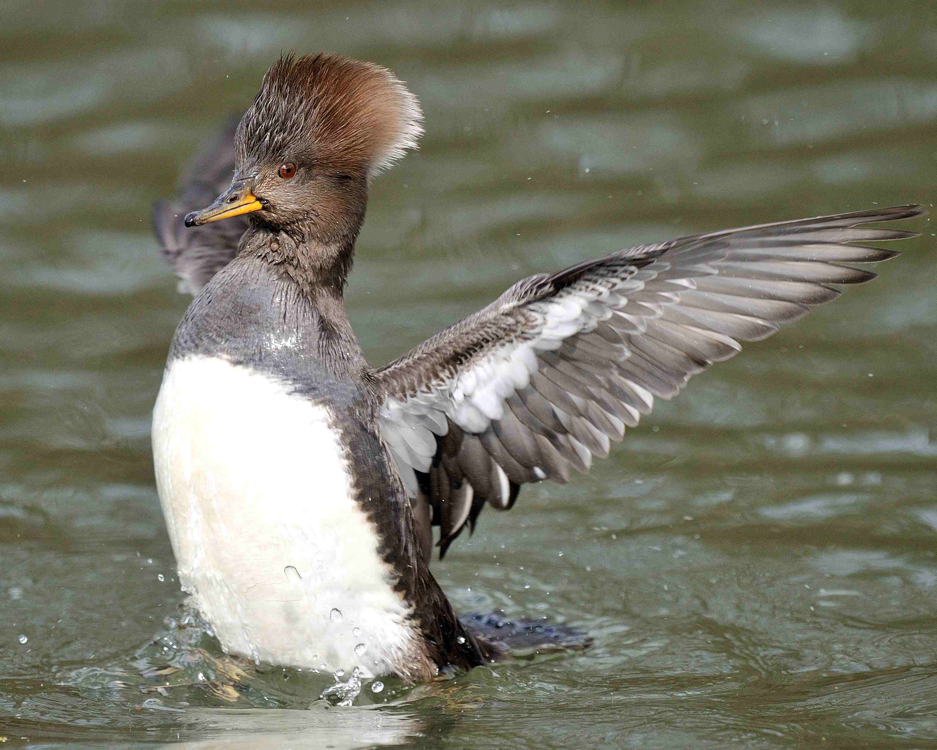Details : Hooded Merganser - BirdGuides