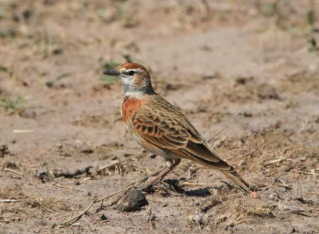 Details : Red-capped Lark - BirdGuides