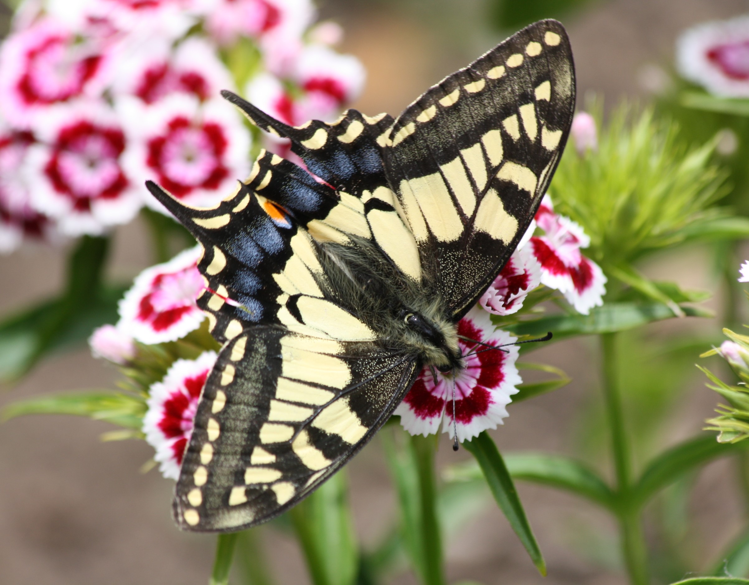 Details : Swallowtail - BirdGuides