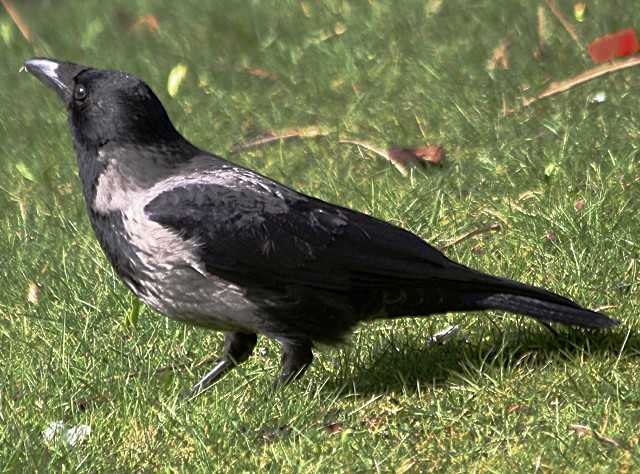 Hooded/Carrion Crow hybrid by Willie McBay - BirdGuides