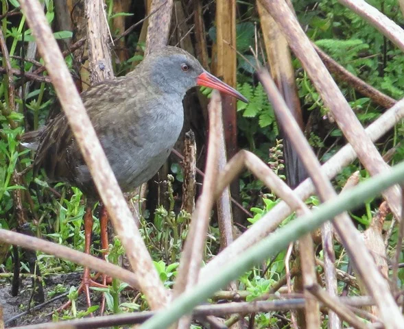 Details : Bogota Rail - BirdGuides
