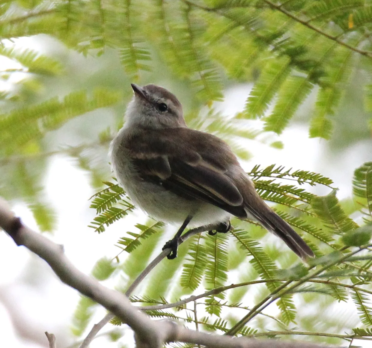 Details : Southern Mouse-coloured Tyrannulet - BirdGuides