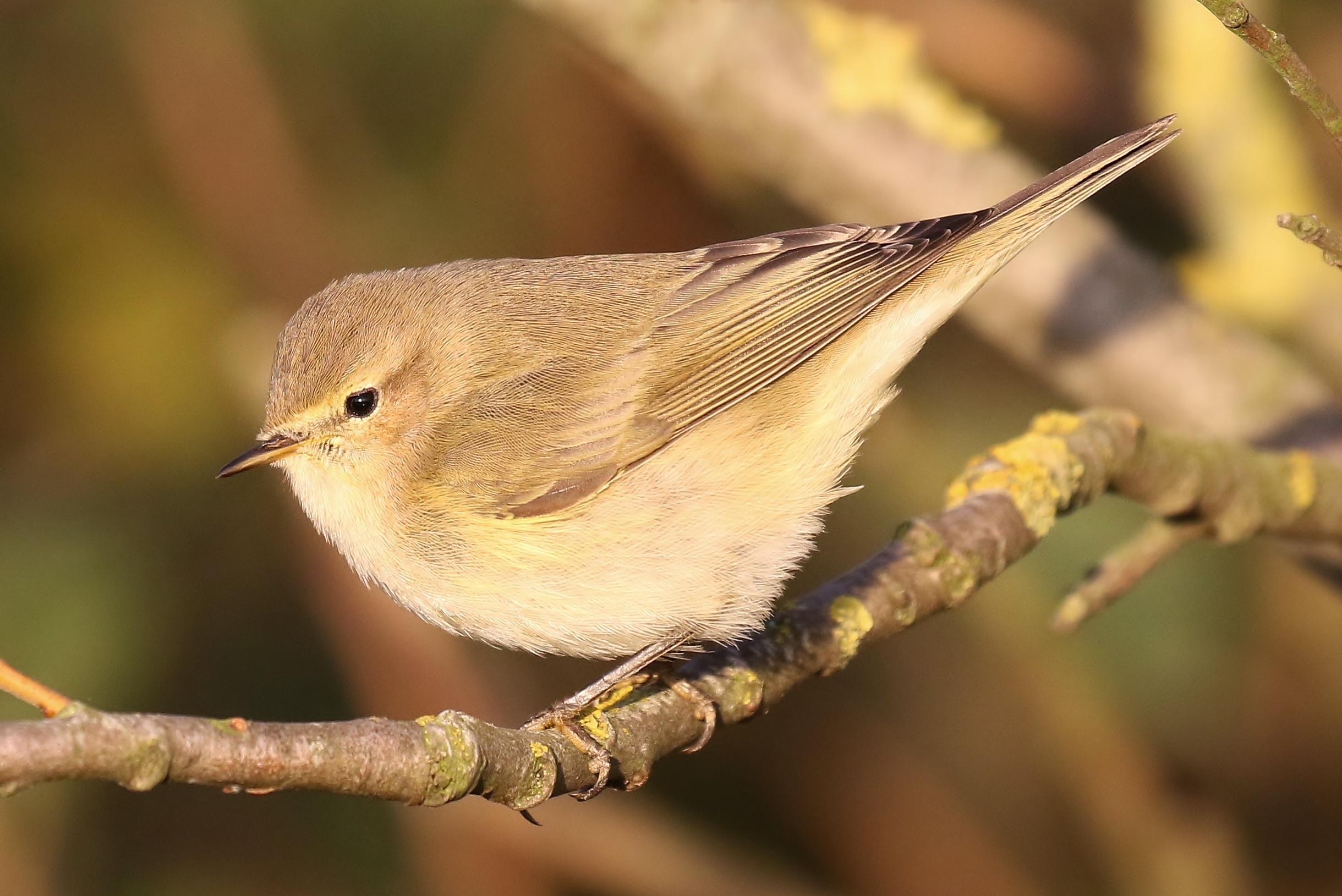 Details : Siberian Chiffchaff - BirdGuides