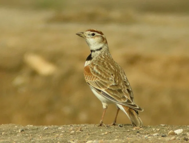 Details : Mongolian Lark - BirdGuides