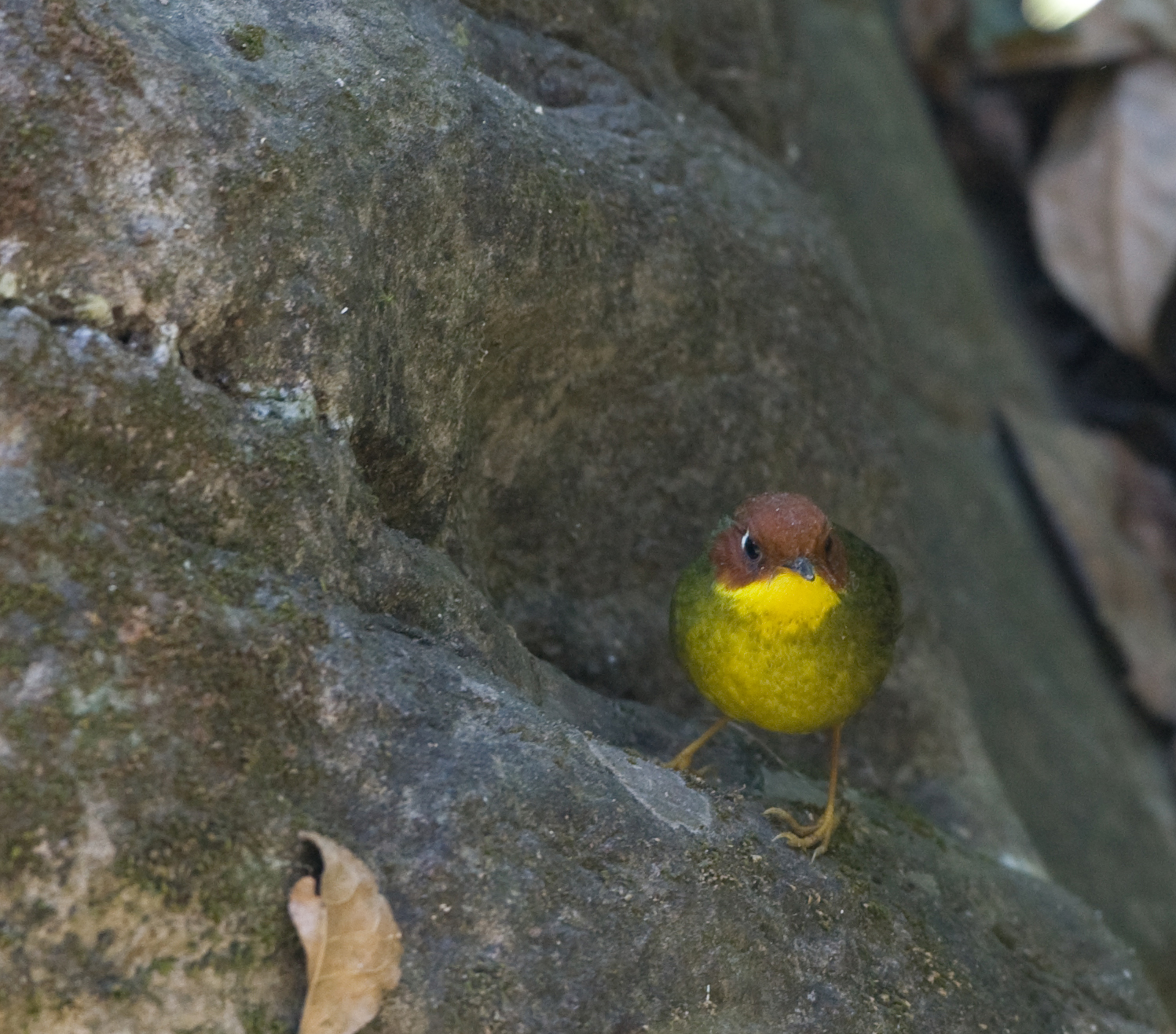 Details : Chestnut-headed Tesia - BirdGuides