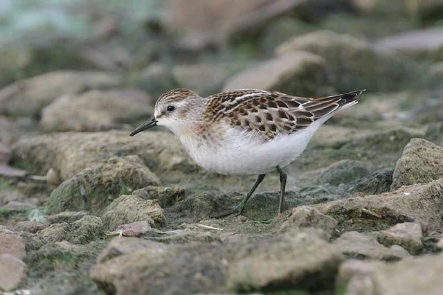 Details : Little Stint - BirdGuides