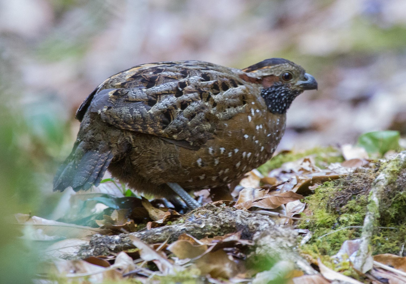 Spotted Wood Quail by Robin Edwards - BirdGuides