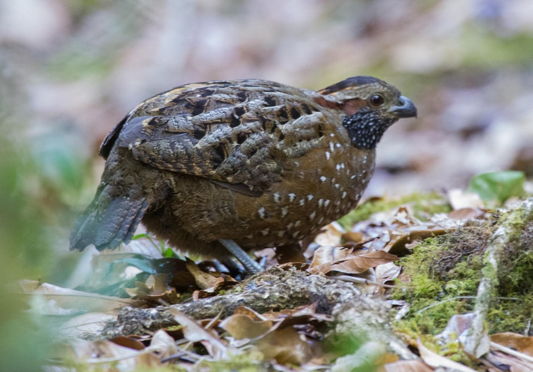 Spotted Wood Quail by Robin Edwards - BirdGuides