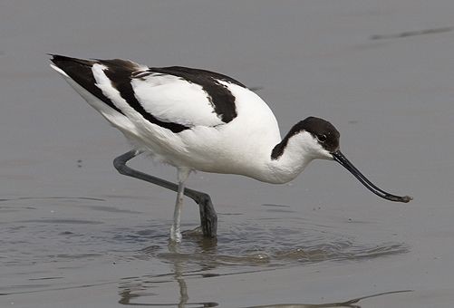 Details : Avocet - BirdGuides
