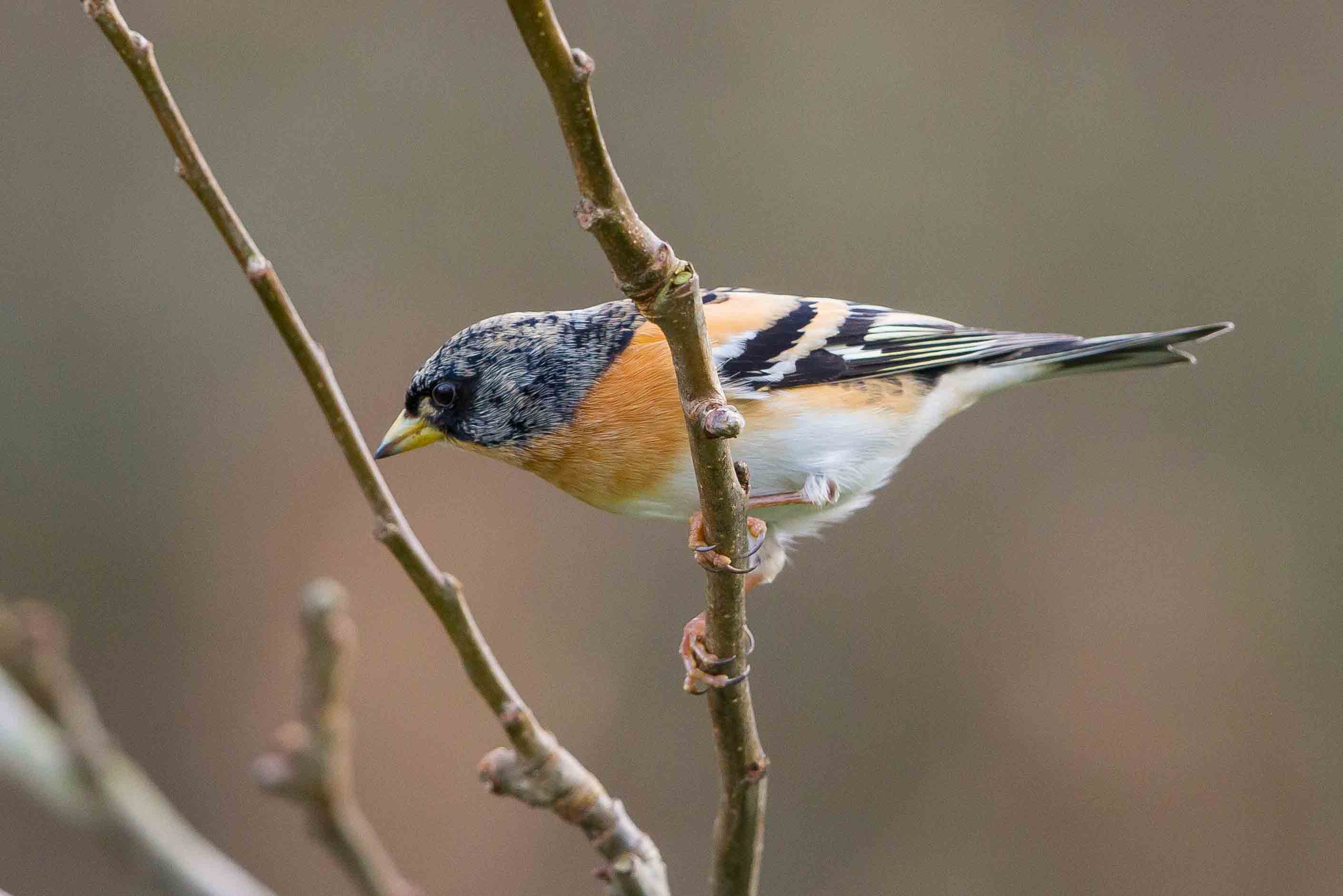 Details : Fringilla - BirdGuides