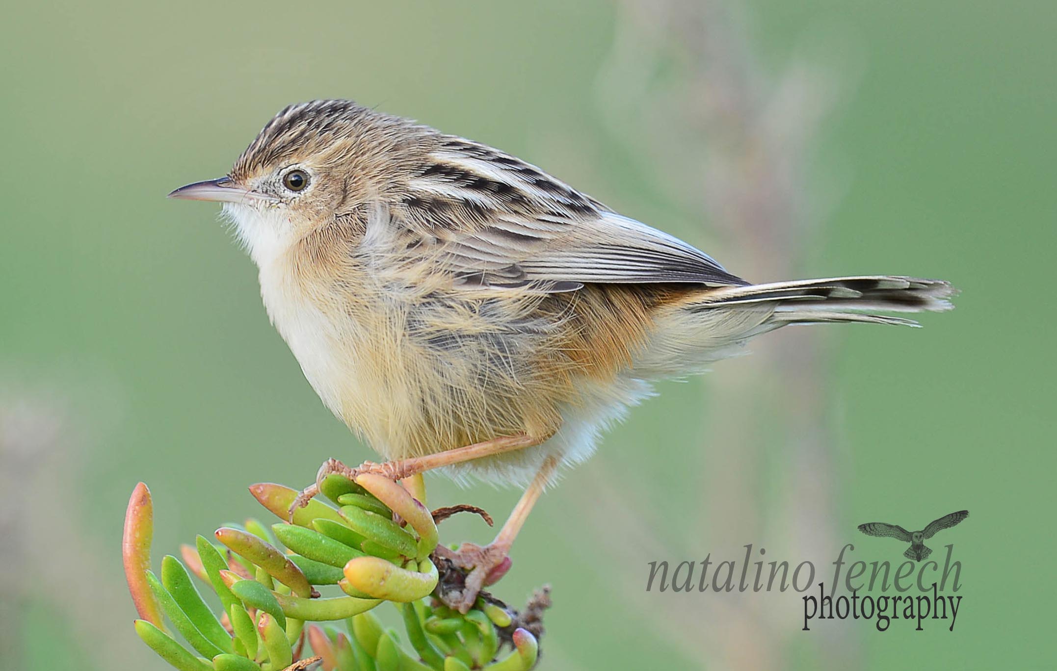 Details : Zitting Cisticola - BirdGuides
