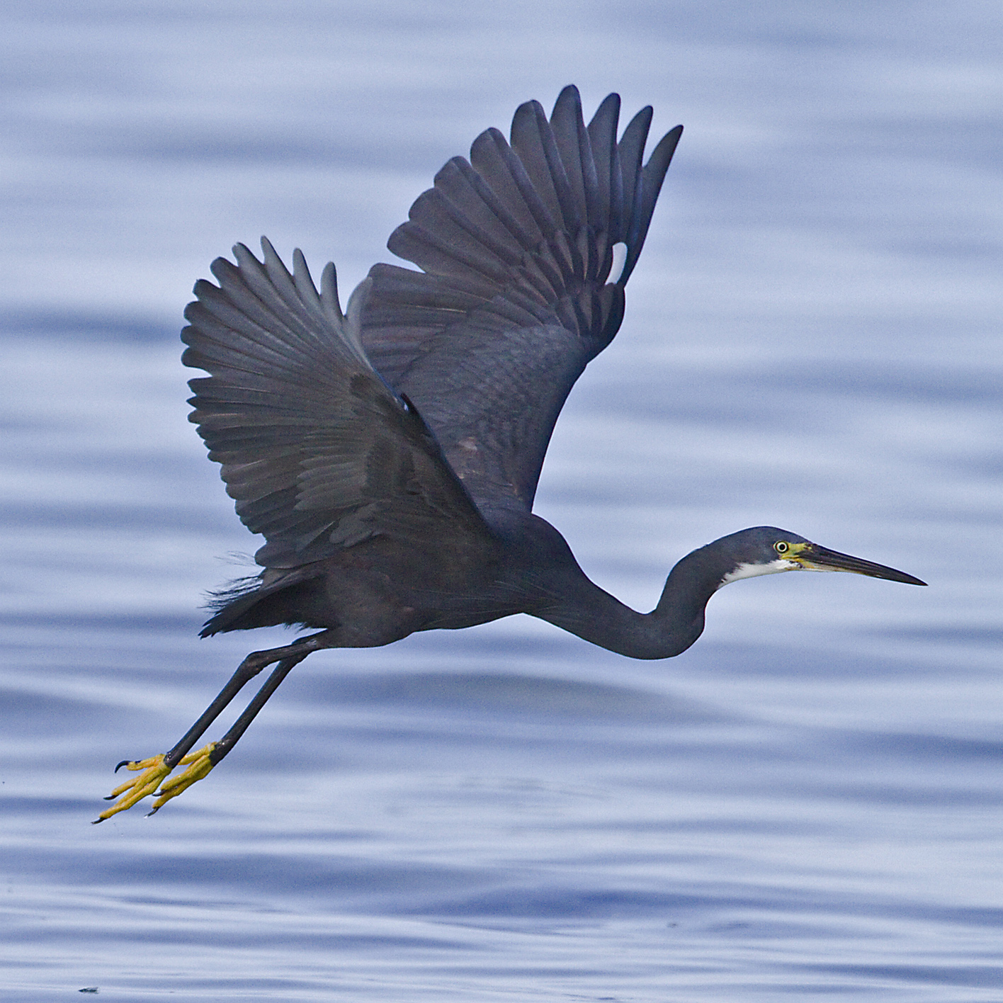 Details : Dimorphic Egret - BirdGuides