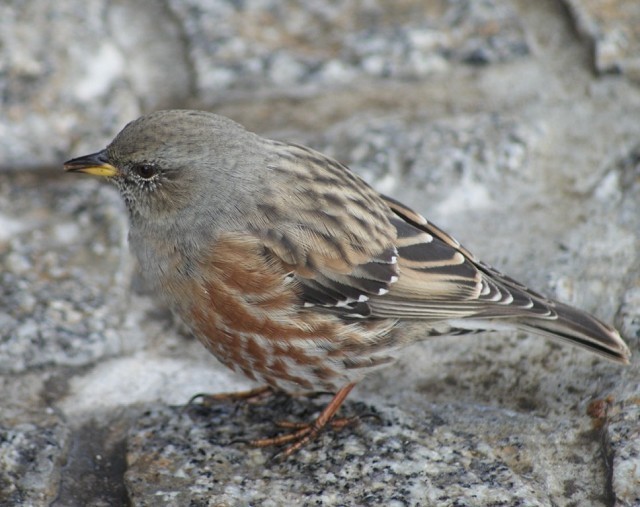 Details : Alpine Accentor - BirdGuides