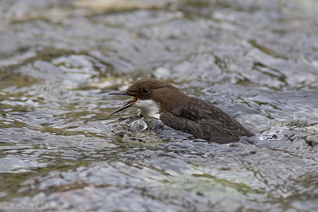 Dipper by Kevin Clarke - BirdGuides