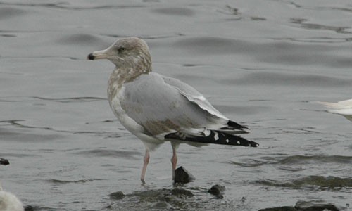 Details : American Herring Gull - BirdGuides