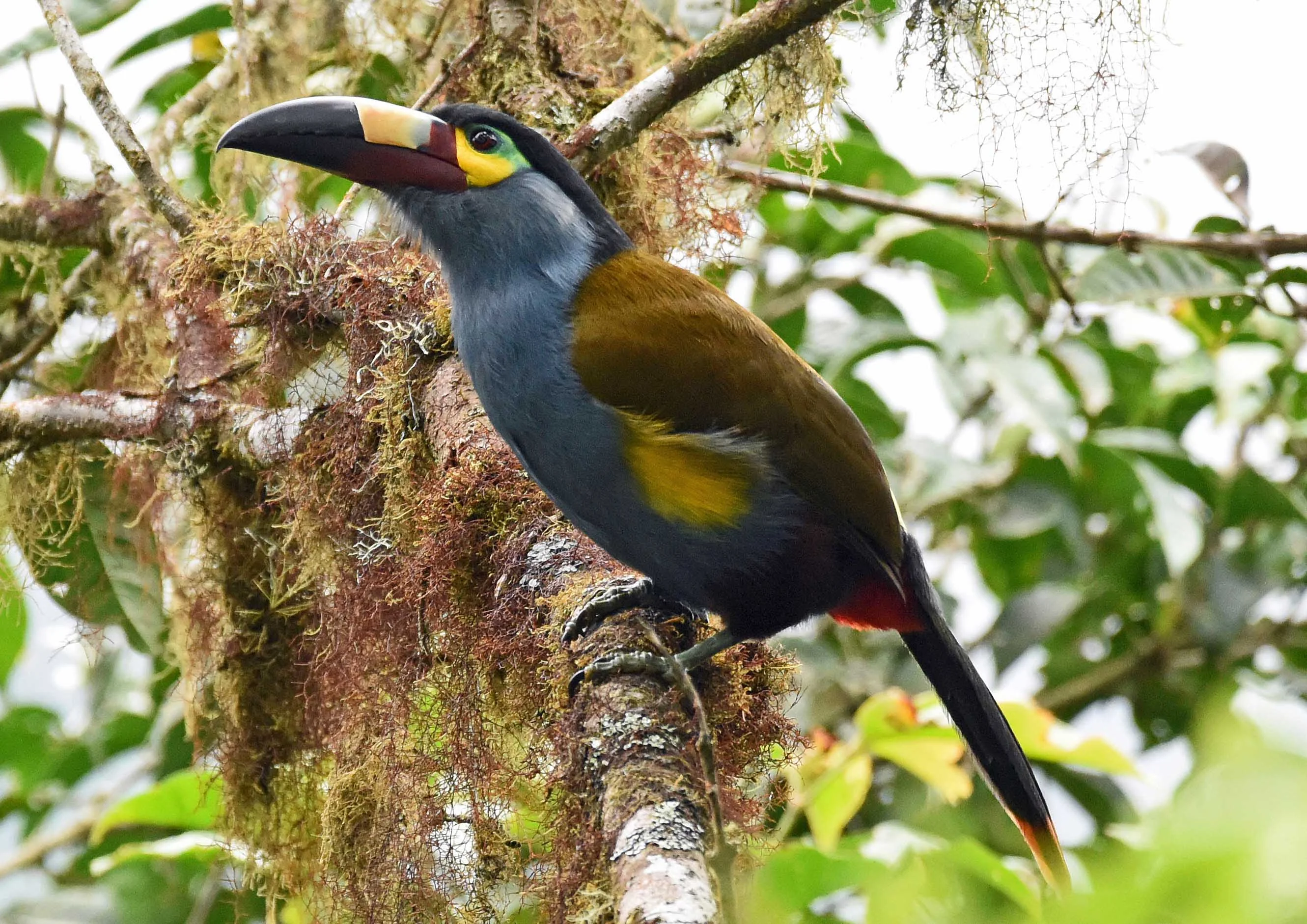 Details : Plate-billed Mountain Toucan - BirdGuides