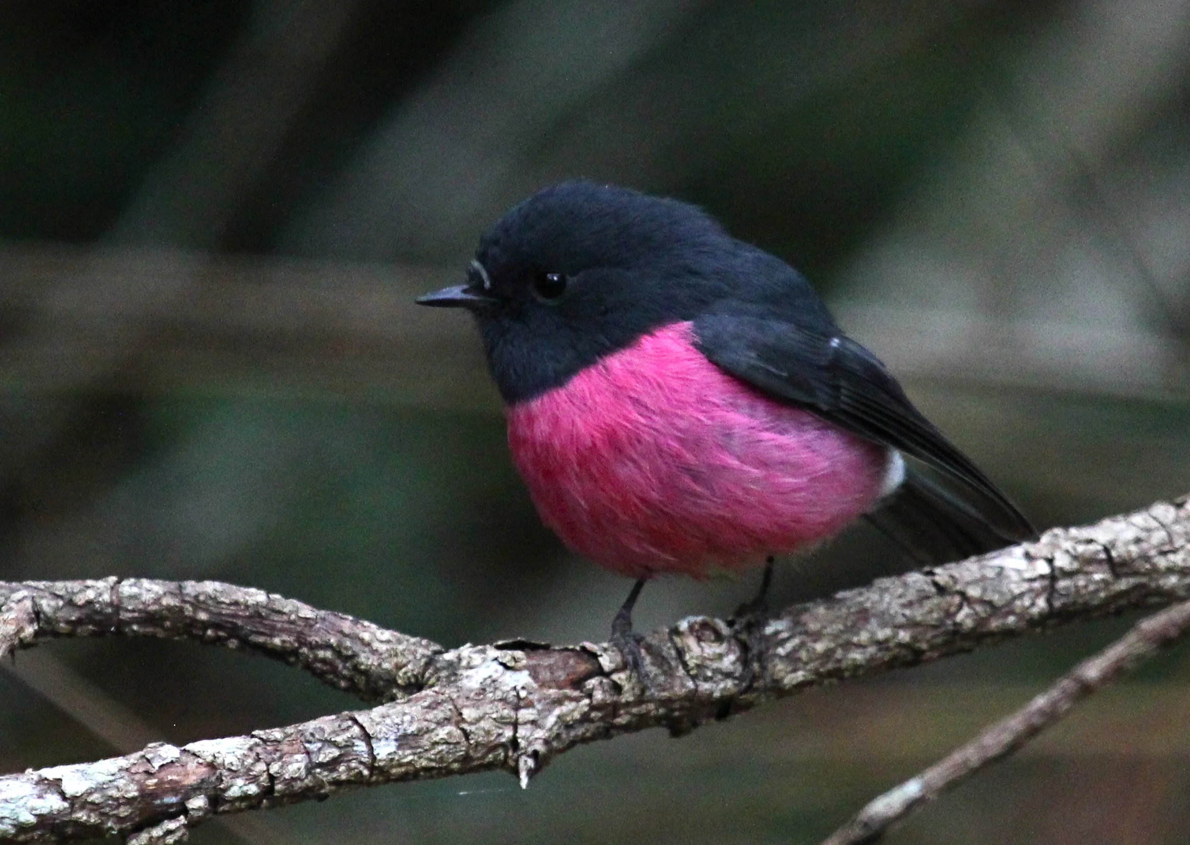Details : Pink Robin - BirdGuides