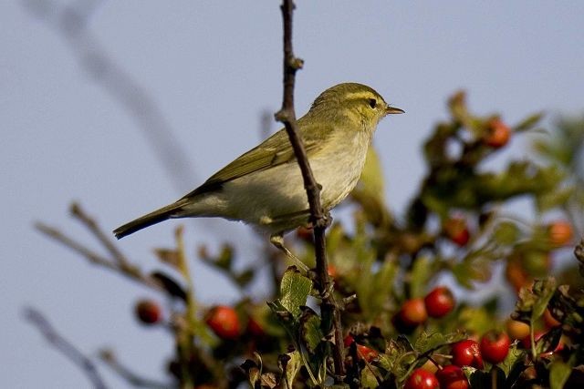 Details : Greenish Warbler - BirdGuides