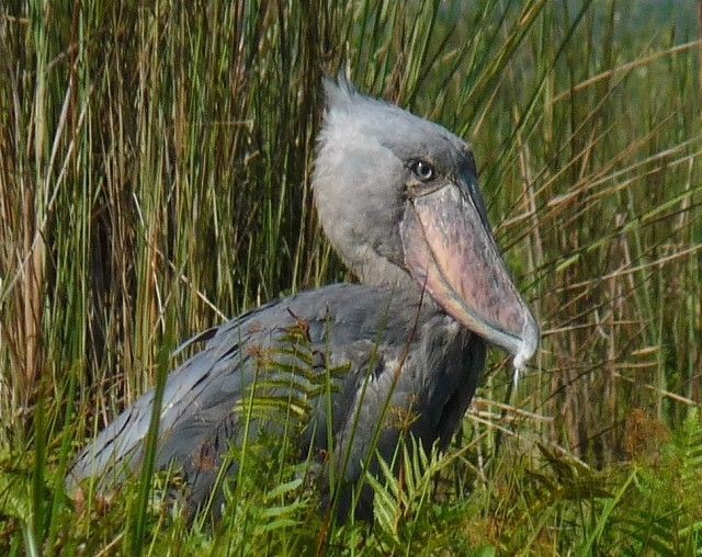 Details : Shoebill - BirdGuides