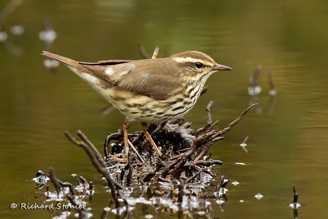 Details : Northern Waterthrush - BirdGuides