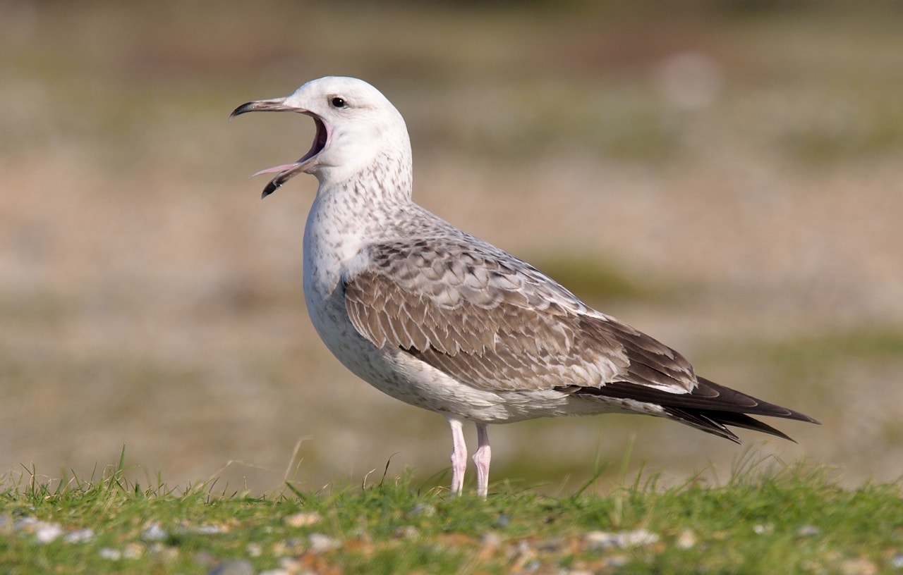 Caspian Gull by Bob Eade - BirdGuides