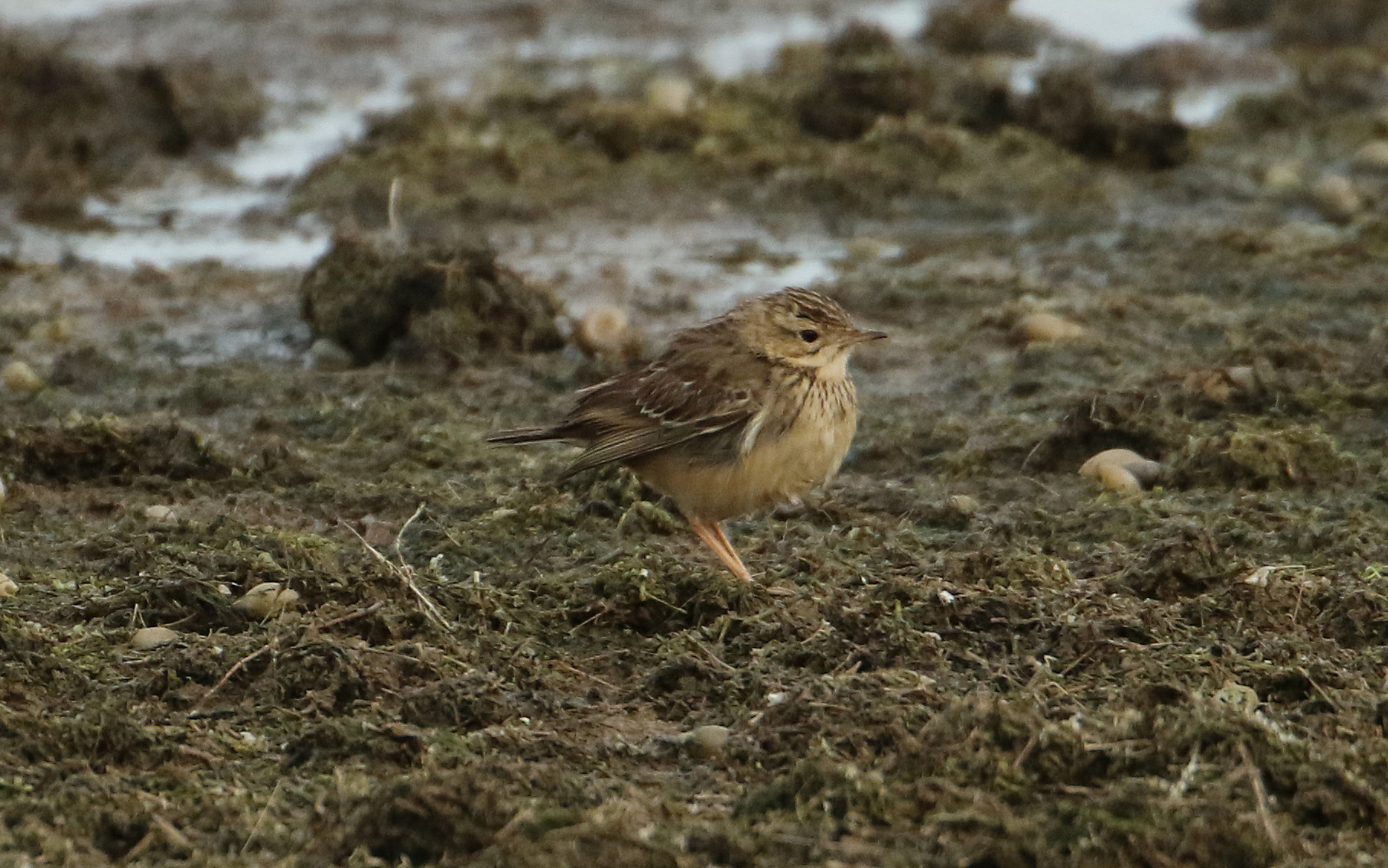 Details : Blyth's Pipit - BirdGuides
