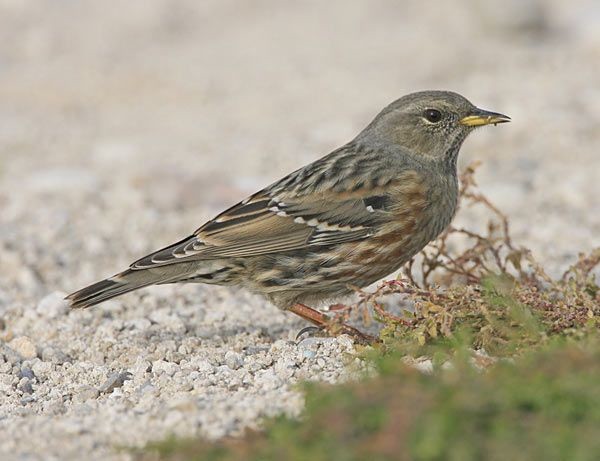 Details : Alpine Accentor - BirdGuides