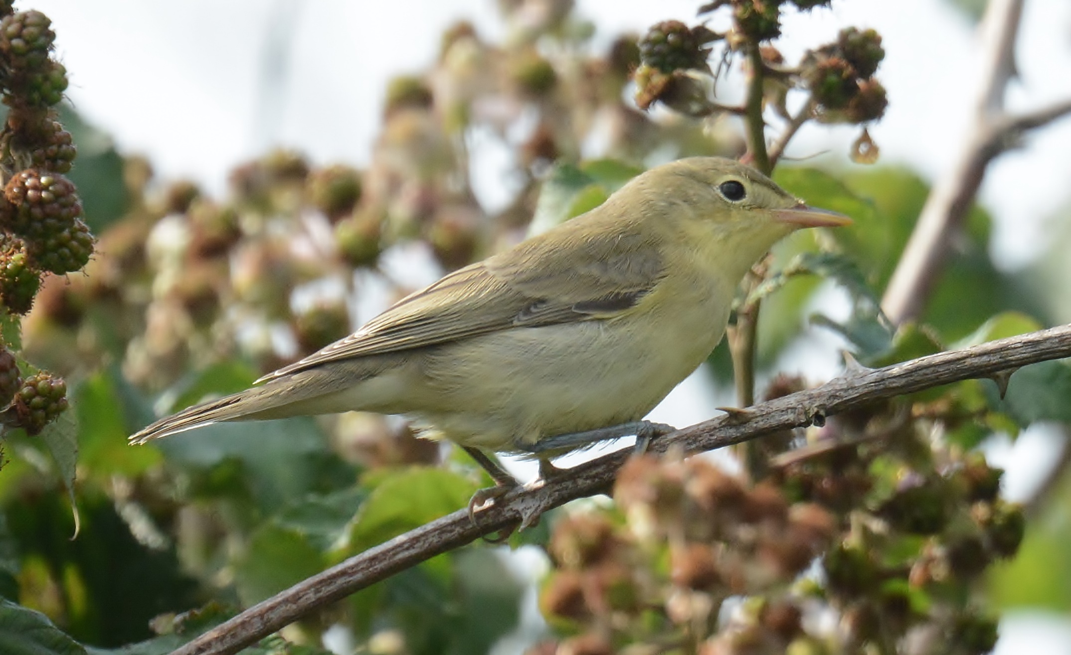 Details : Icterine Warbler - BirdGuides