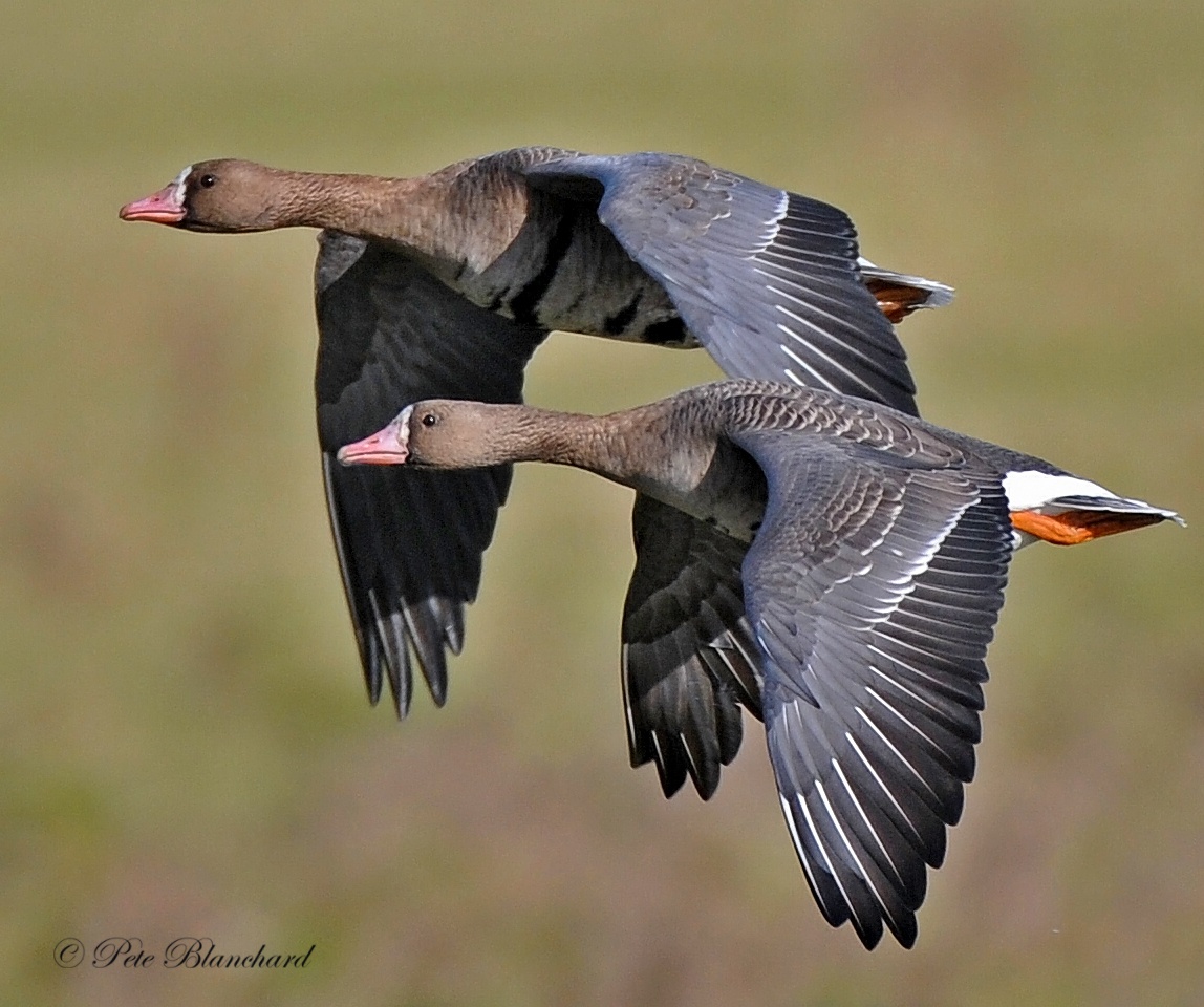 Details : Russian White-fronted Goose - BirdGuides