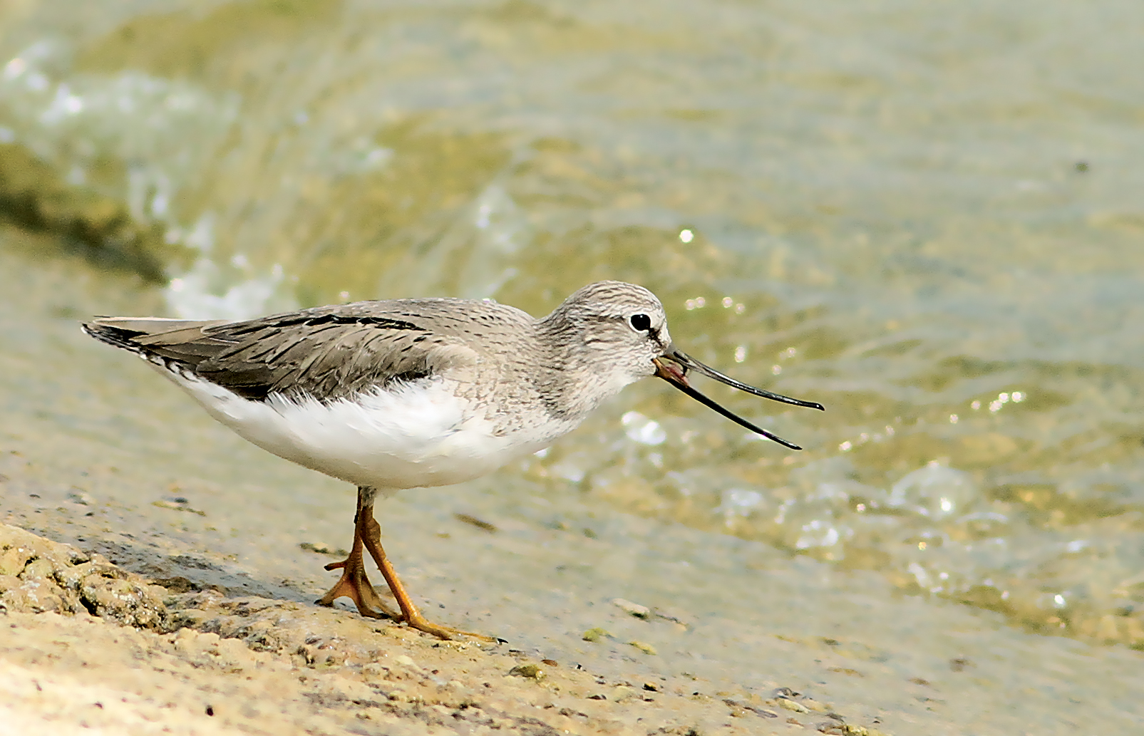 Details : Terek Sandpiper - BirdGuides