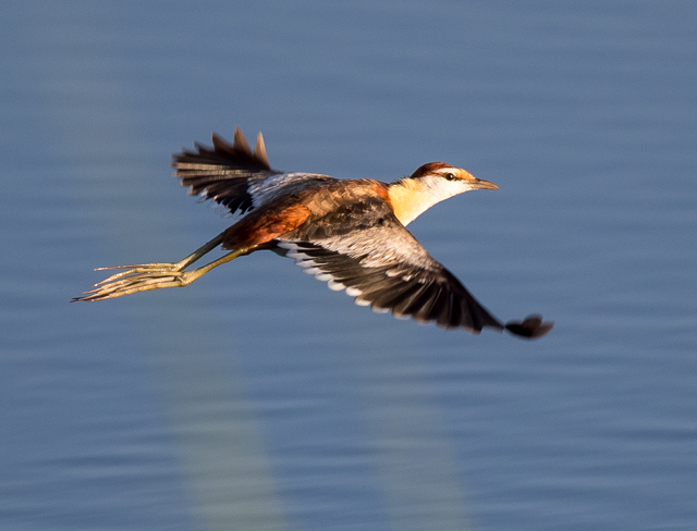 Details : Lesser Jacana - BirdGuides