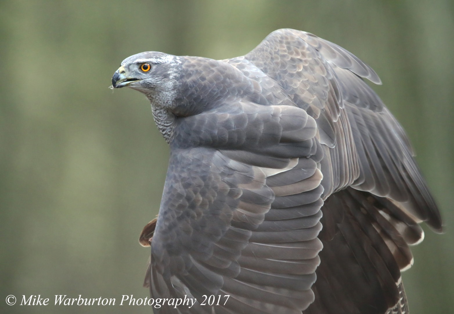 Northern Goshawk by Mike Warburton - BirdGuides