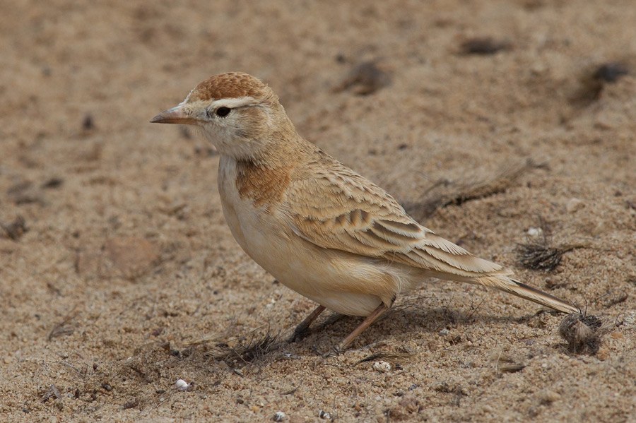 Details : Red-capped Lark - BirdGuides