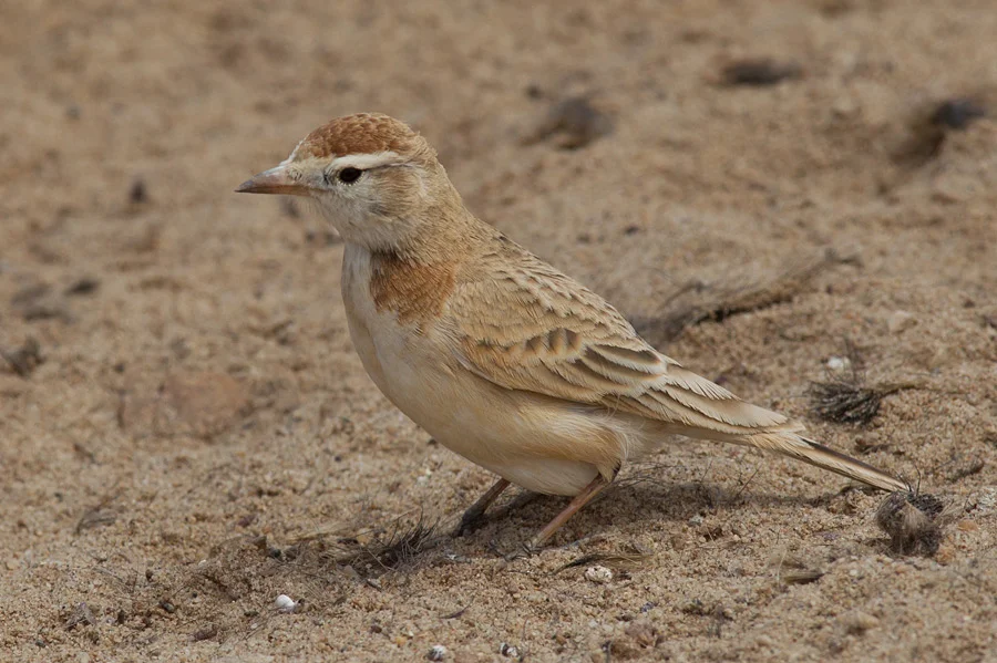 Details : Red-capped Lark - BirdGuides
