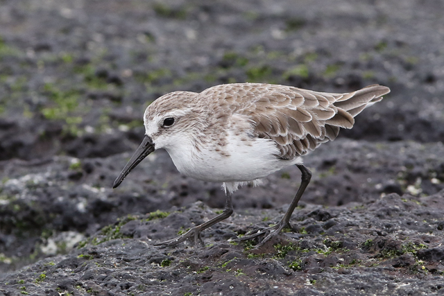Details : Western Sandpiper - BirdGuides