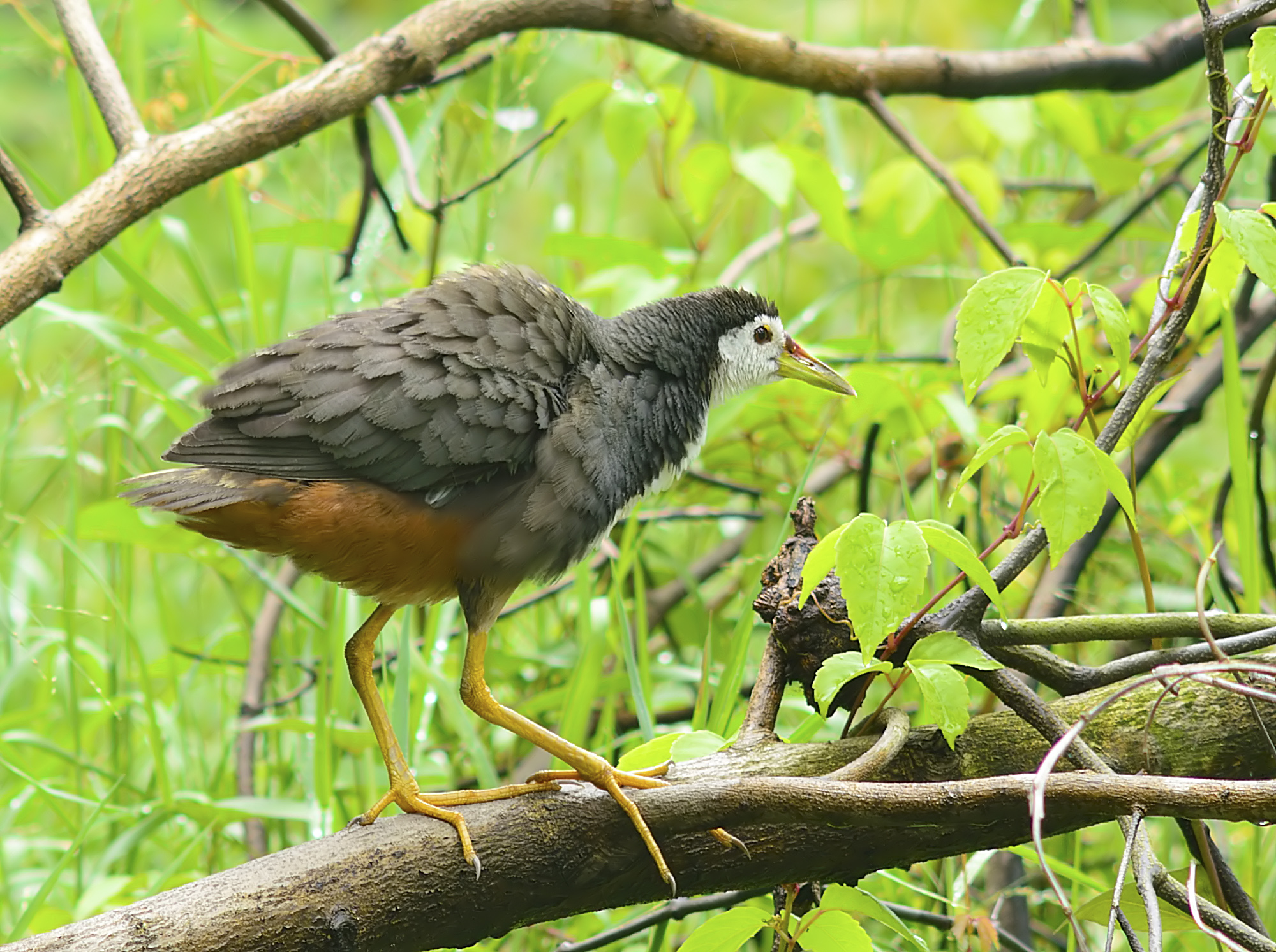 Details : White-breasted Waterhen - BirdGuides