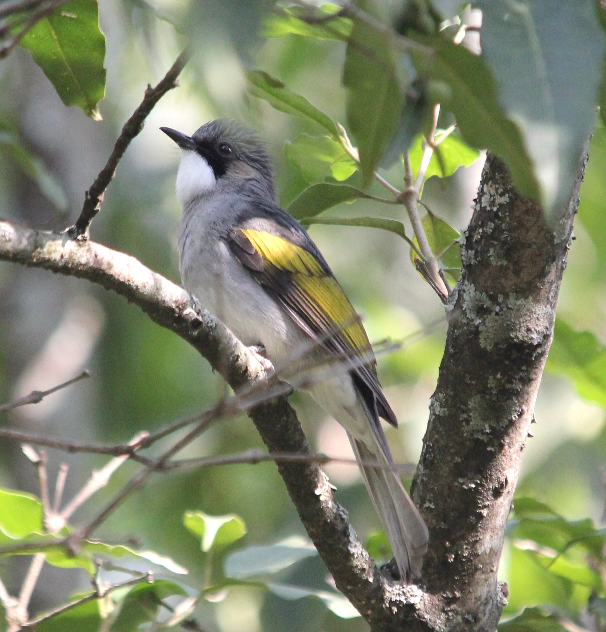 Details : Ashy Bulbul - BirdGuides