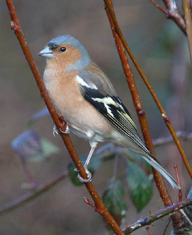 Details : Chaffinch - BirdGuides