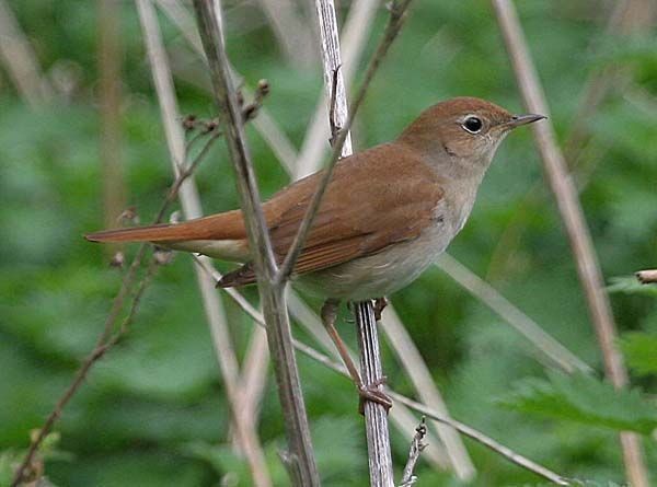 Details : Common Nightingale - BirdGuides