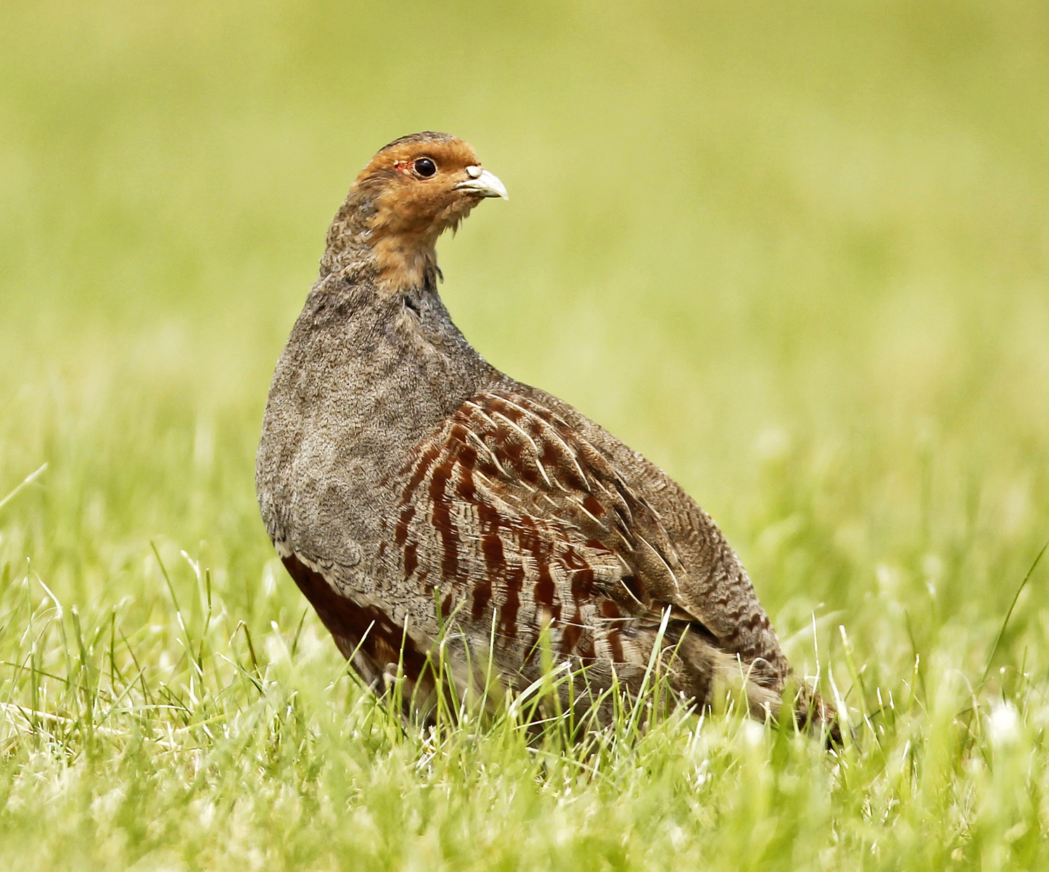Details : Grey Partridge - BirdGuides